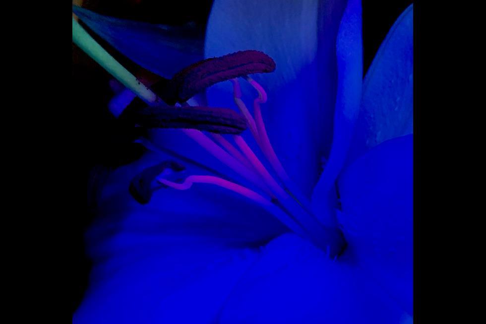 Kew Gardens exhibit will showcase dazzling display of structural colour ...